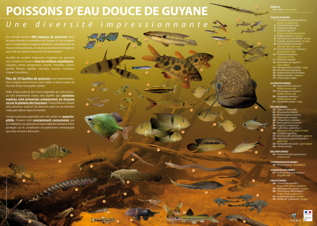 Poissons d'eau douce de Guyane - Sepanguy